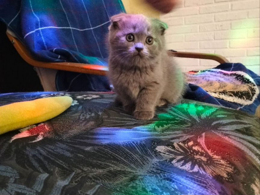 Шотландские котята