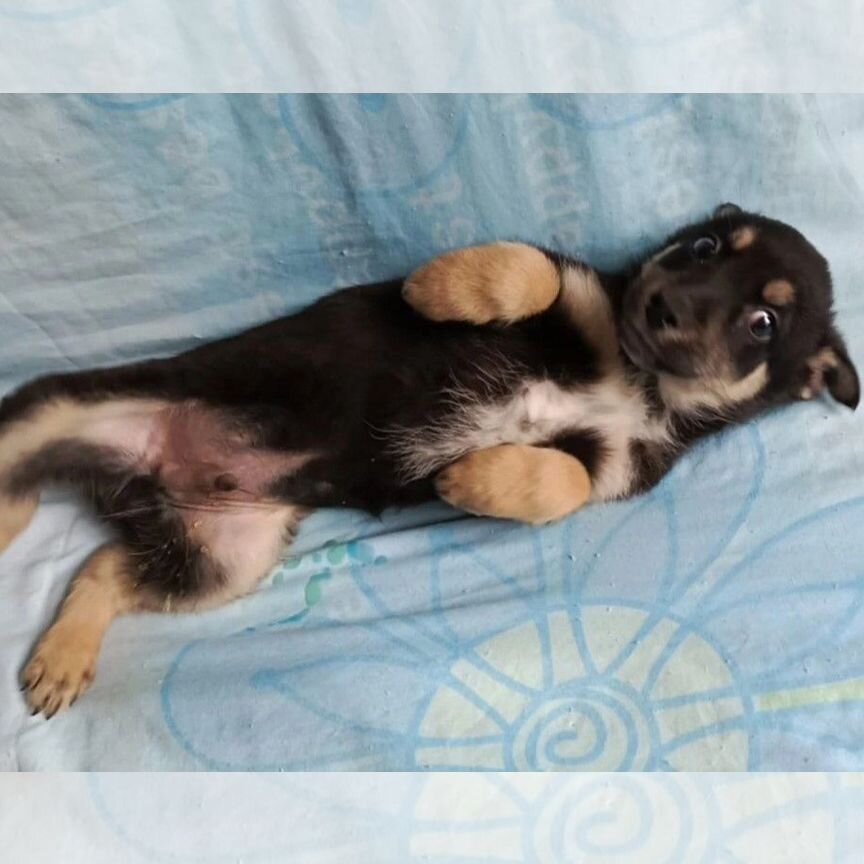 Щенок Мультик ищет дом