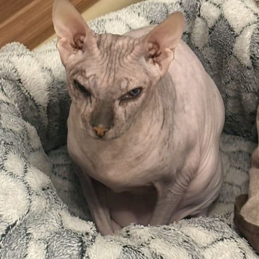 Донской сфинкс, взрослая кошка