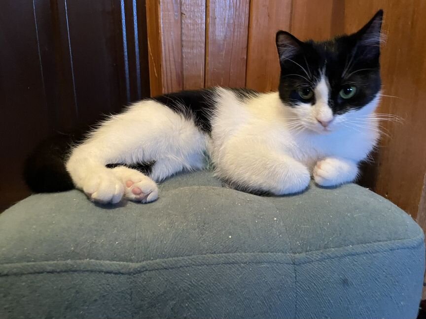 Котенок подросток девочка Катюша