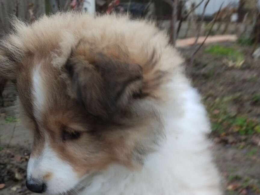 Братик и сестричка