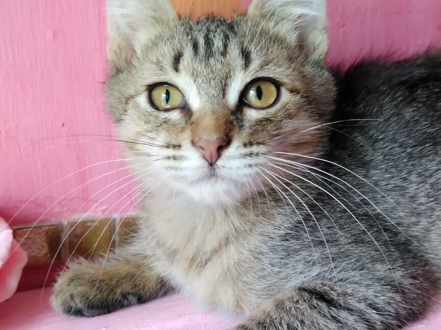 Котёнок в дар в добрые руки