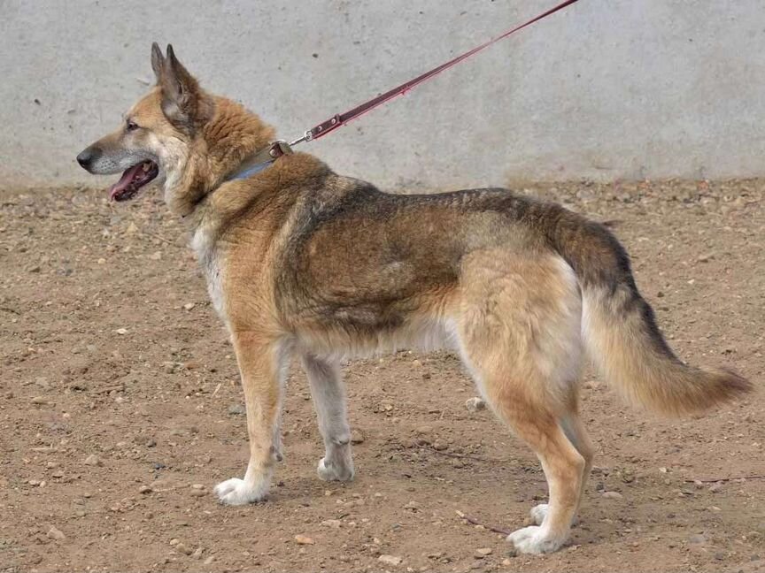 Пёс Рекс