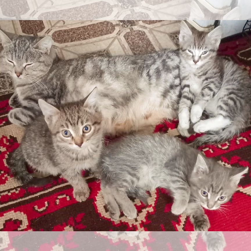 Отдам даром в хорошие и добрые руки