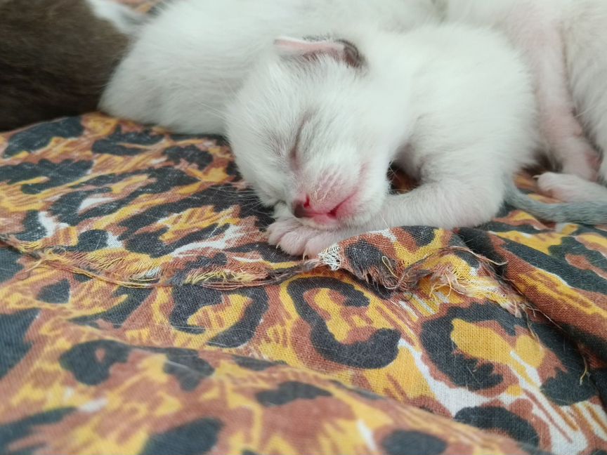 Котята