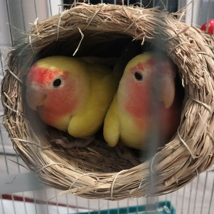 Попугай неразлучники