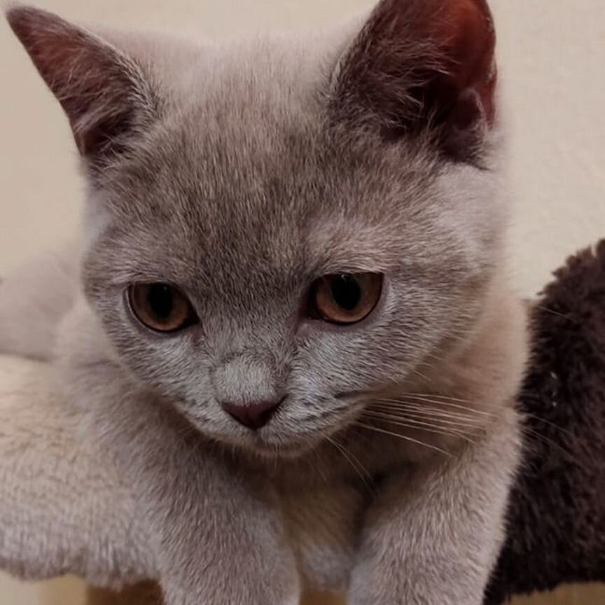 Британская девочка котенок