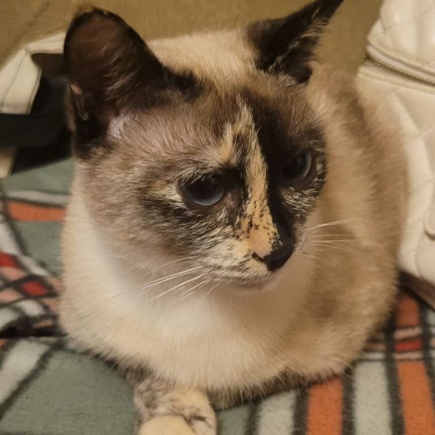 Меконгский бобтейл