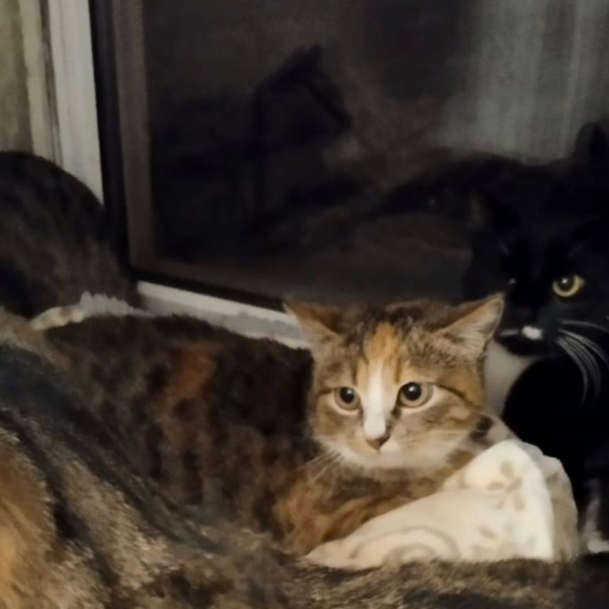 Кошечка в добрые руки