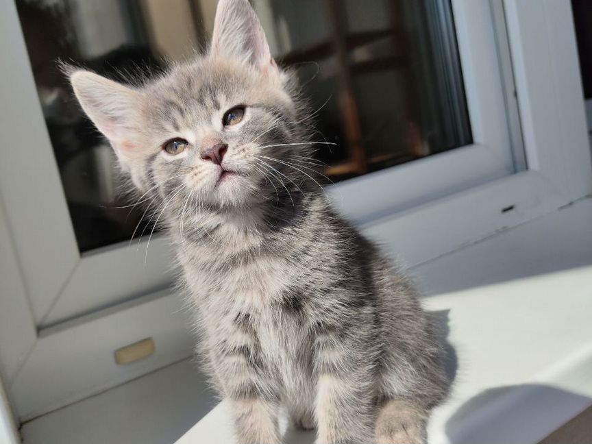 Котята мен кун