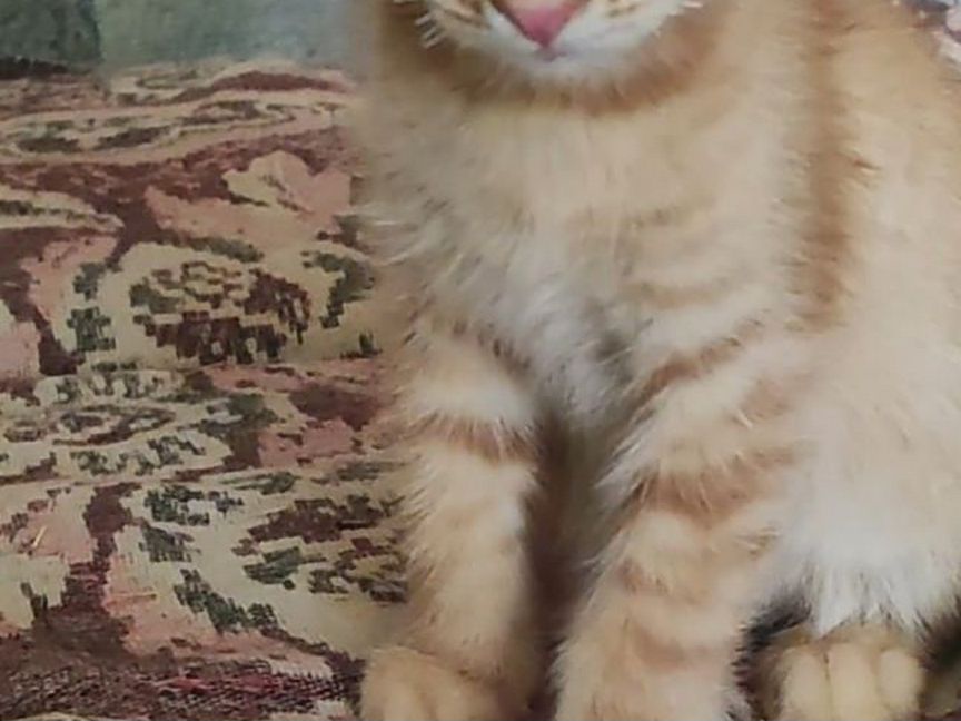 Котята - малышки ищут добрые руки