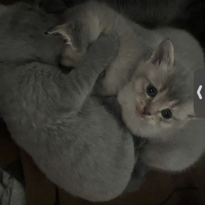 Отдам бесплатно котят. Мама породистая