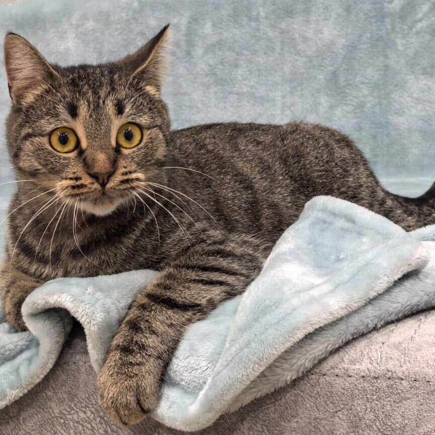 Кошка окраса табби