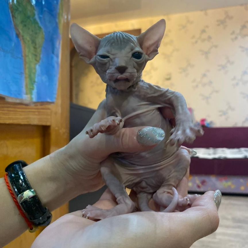 Донской сфинкс котята
