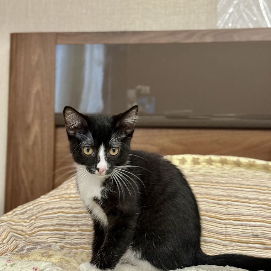 Маленькая красавица ищет новый дом