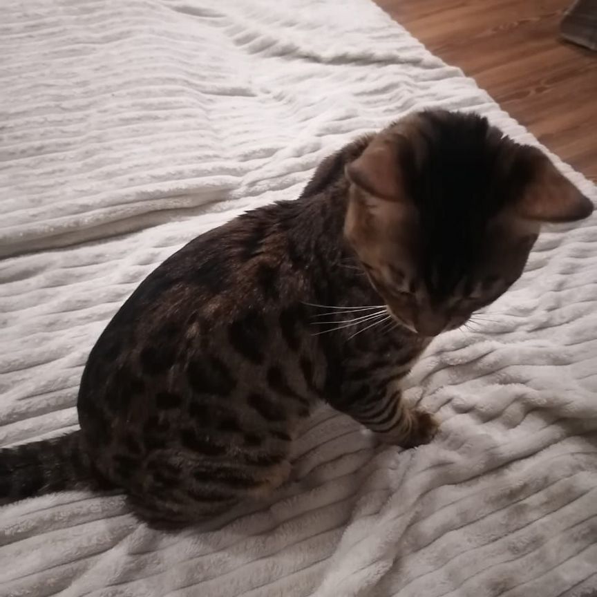 Отдам кошечку бенгальскую