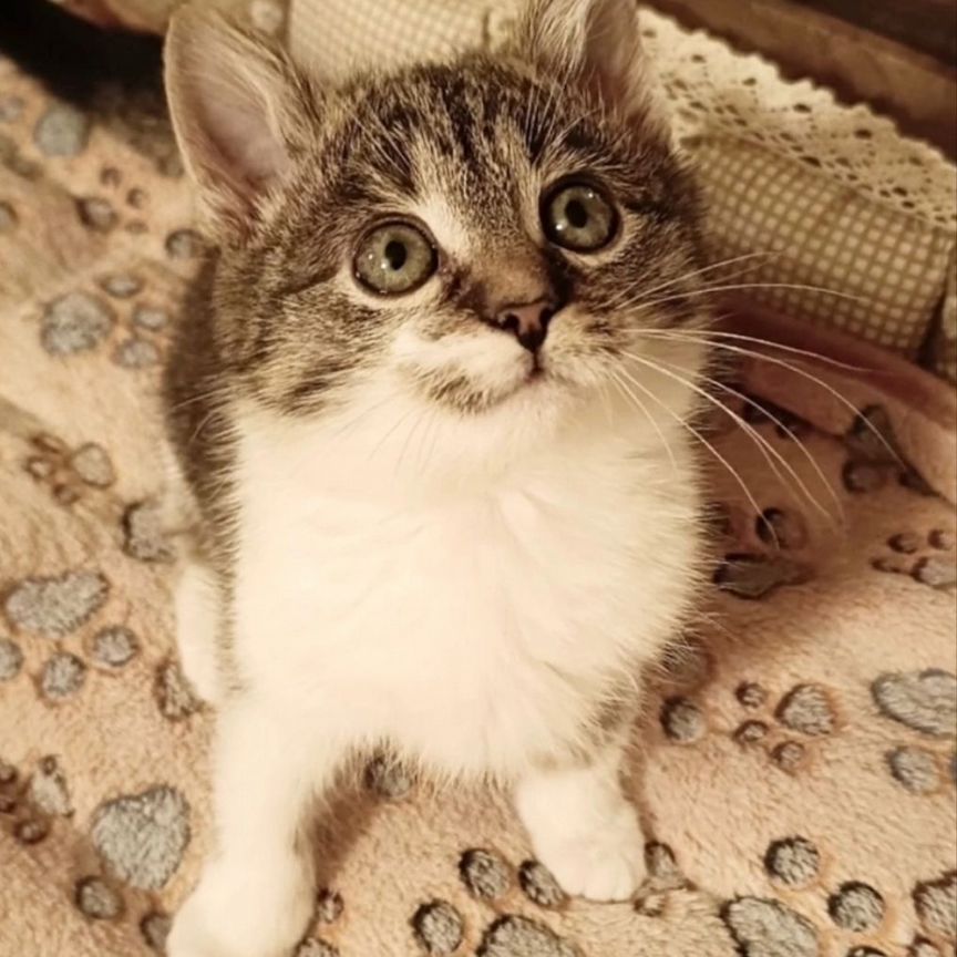 Котенок чудо ласковый 2 мес