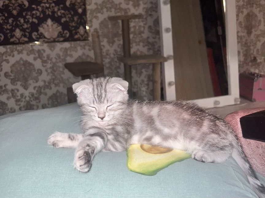 Отдам в добрые руки котенка мальчика