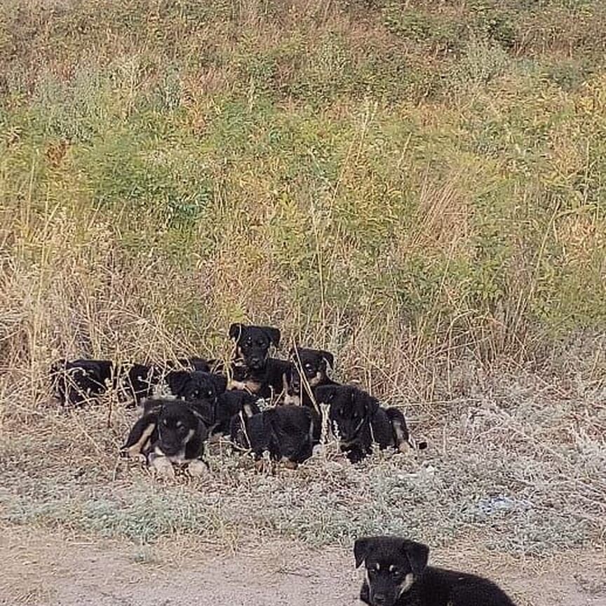 Ищем хозяина