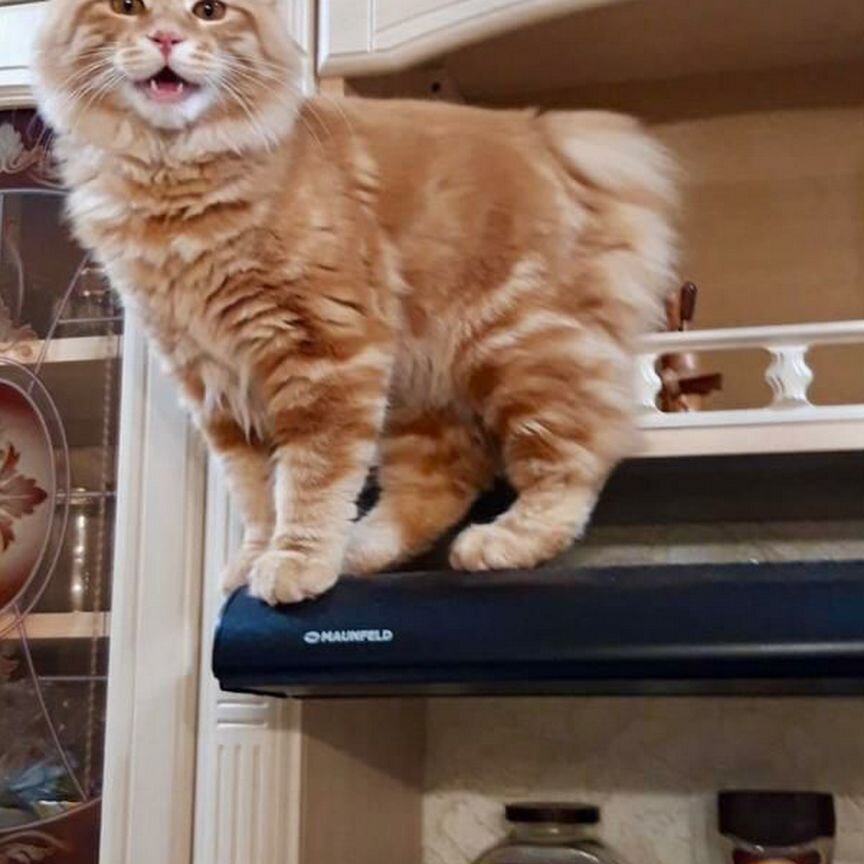 Котик ищет невесту