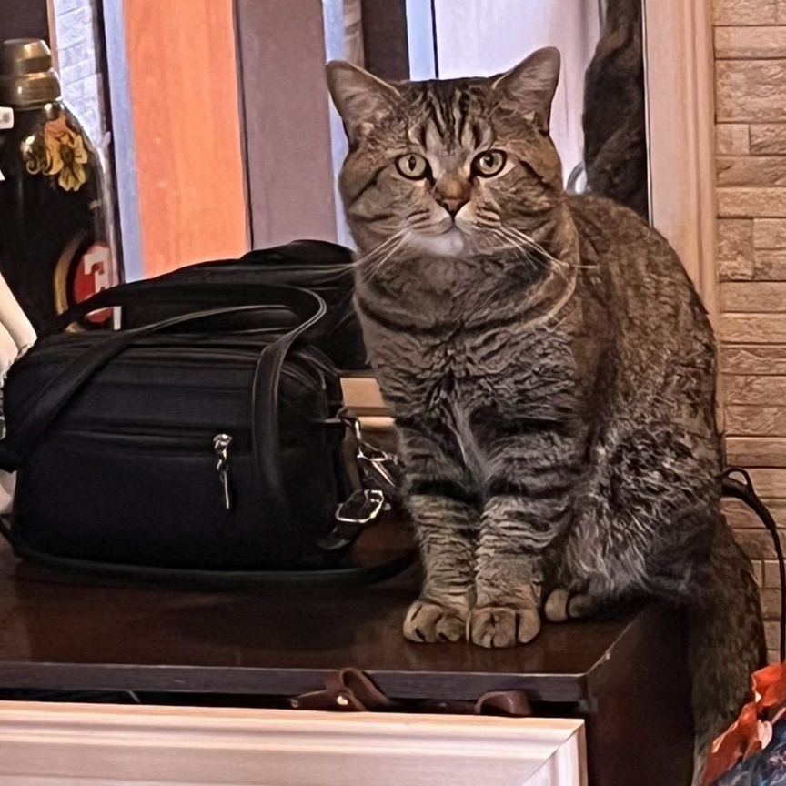 Британский кот