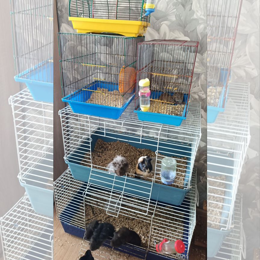 Клетка для грызунов бу