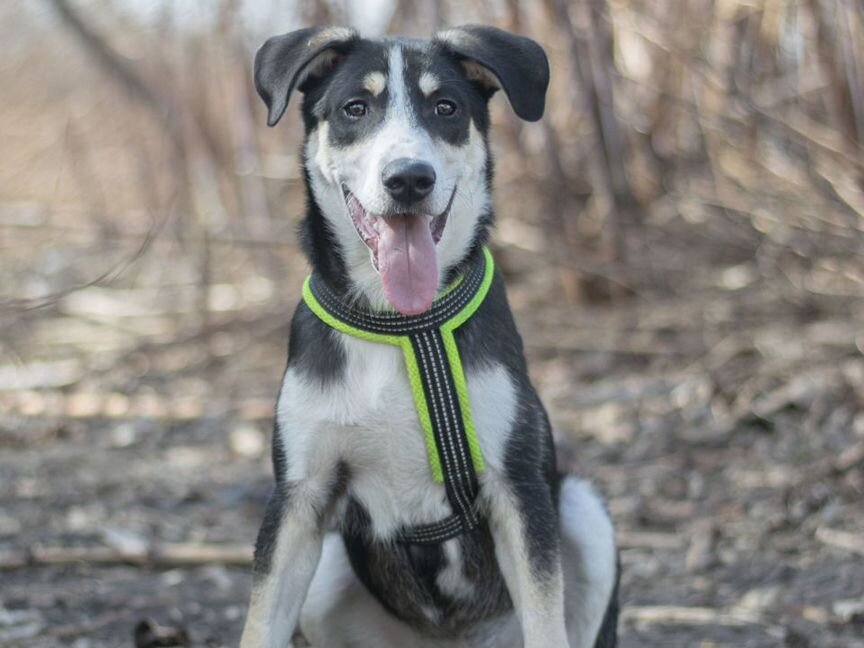 Ласковый мальчик Артур ищет дом