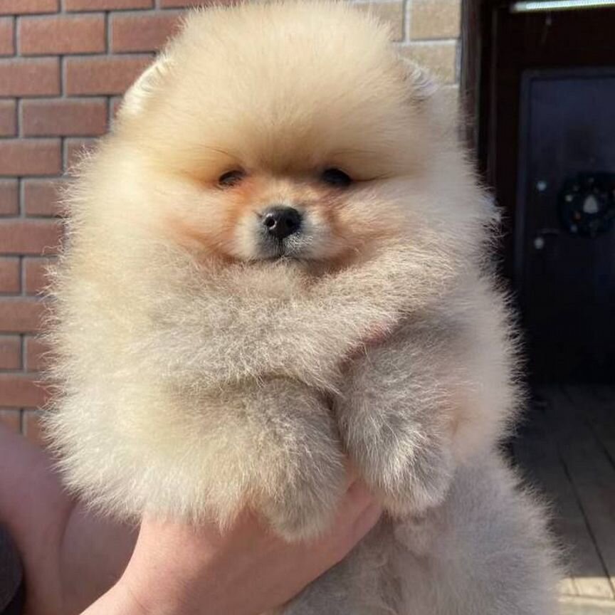Мини шпиц