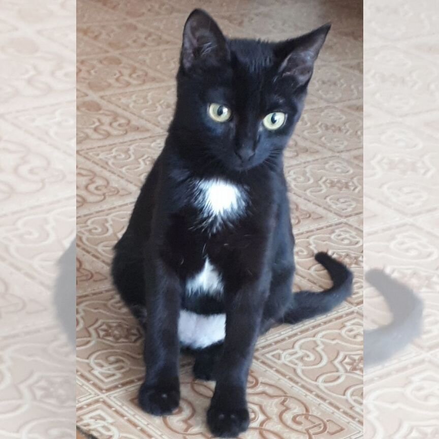 Котенок в добрые руки