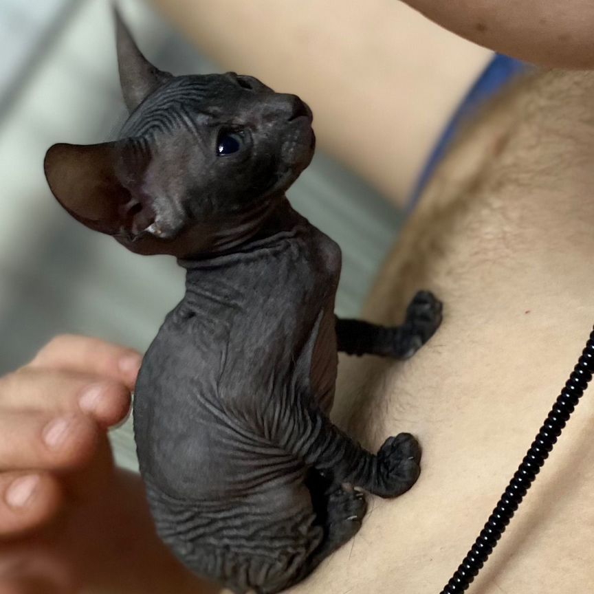 Канадский сфинкс