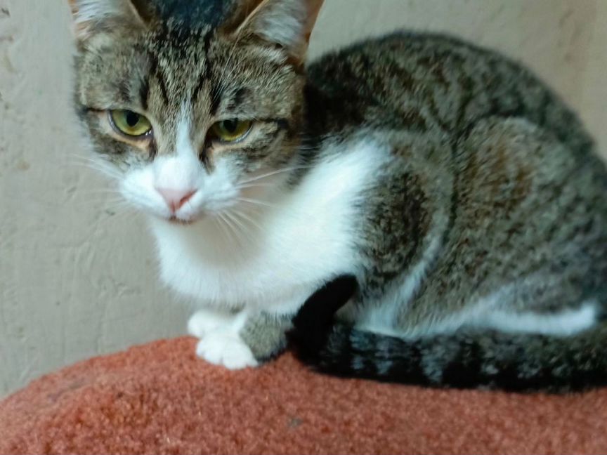 Девочка Петра