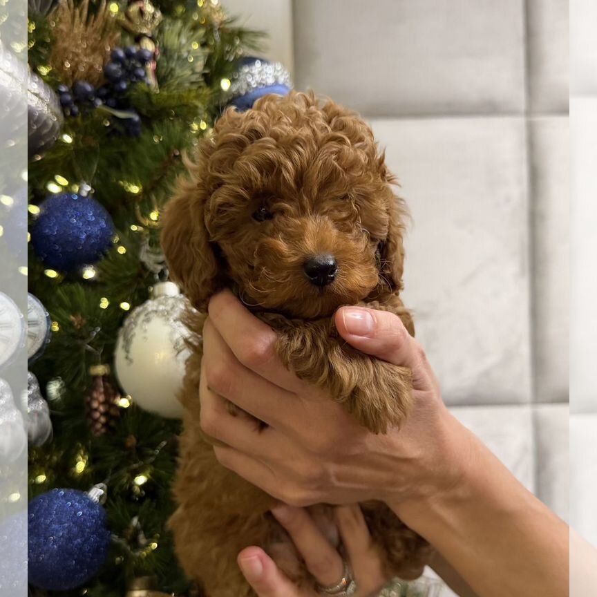 Той-пудель, щенок