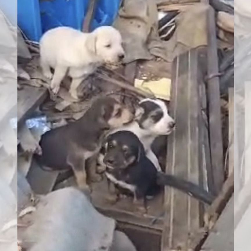 Щенки погибают