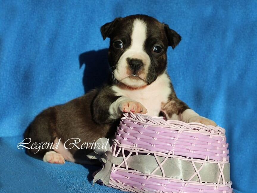 Амстафф терьер тигровая красавица