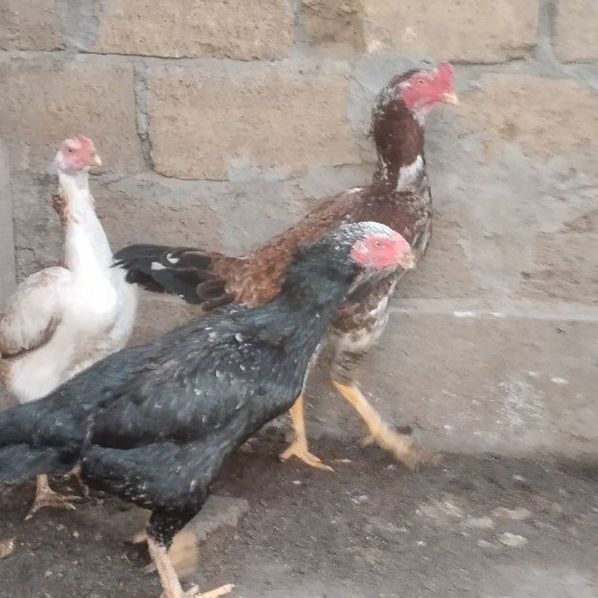 Бойцовая птица