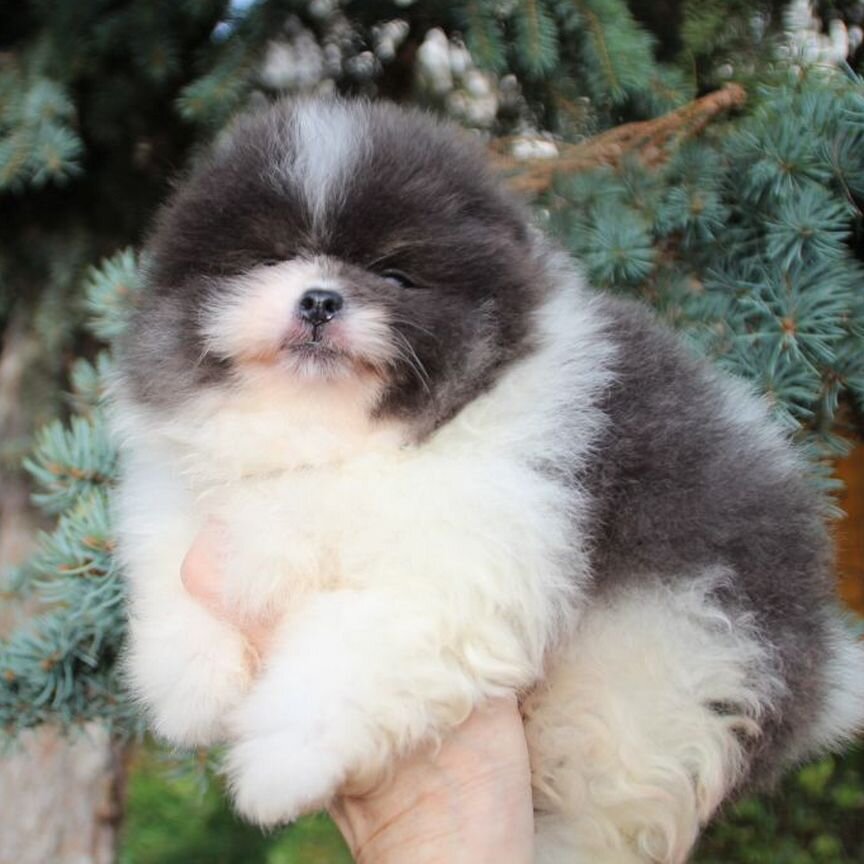 Померанский шпиц, щенок