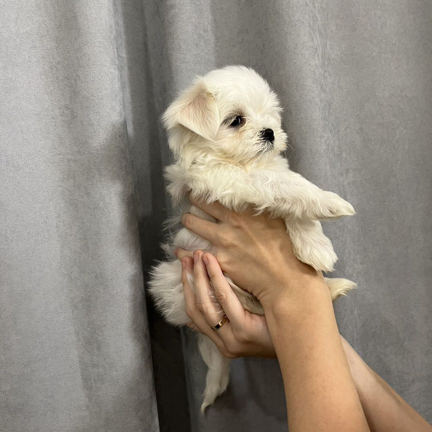 Мальтезики