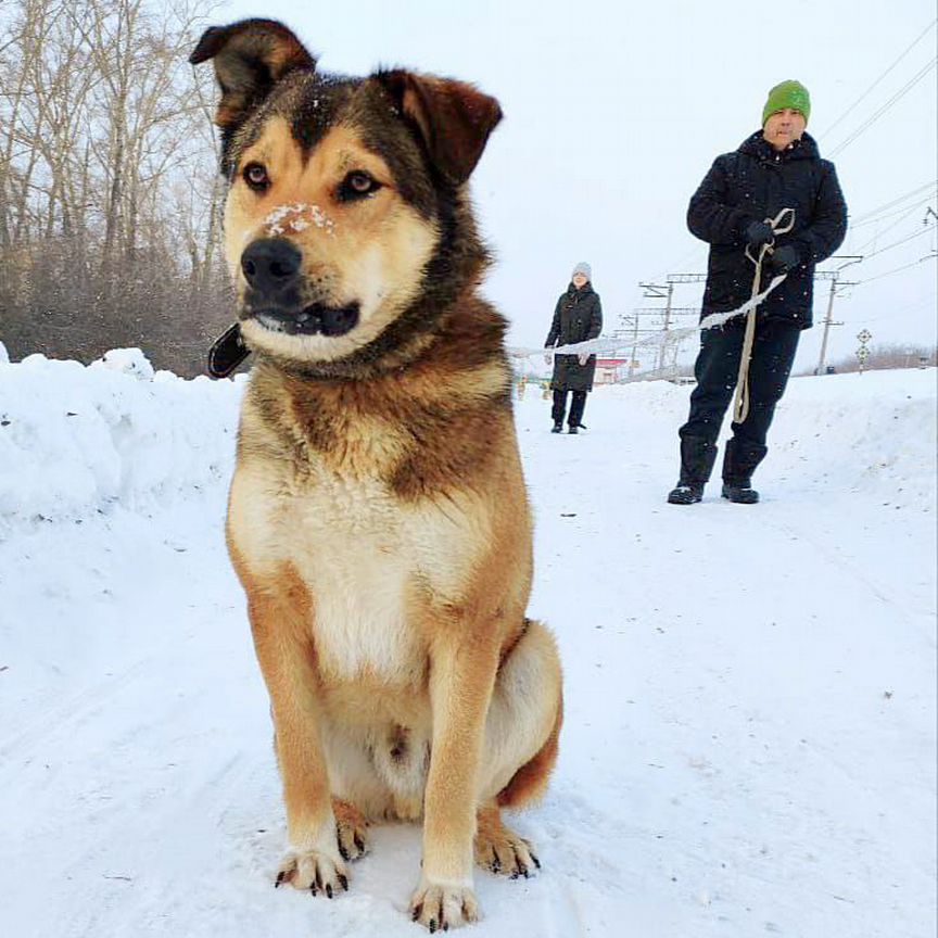 Пёс Пашка верный и замечательный охранник