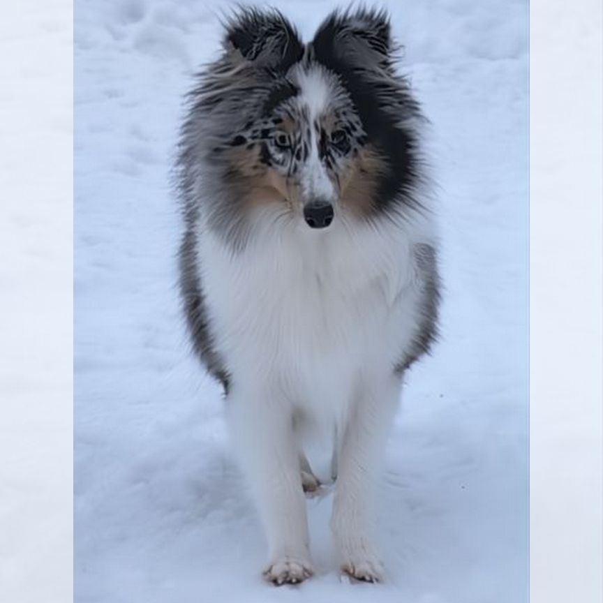 Шелти, щенок