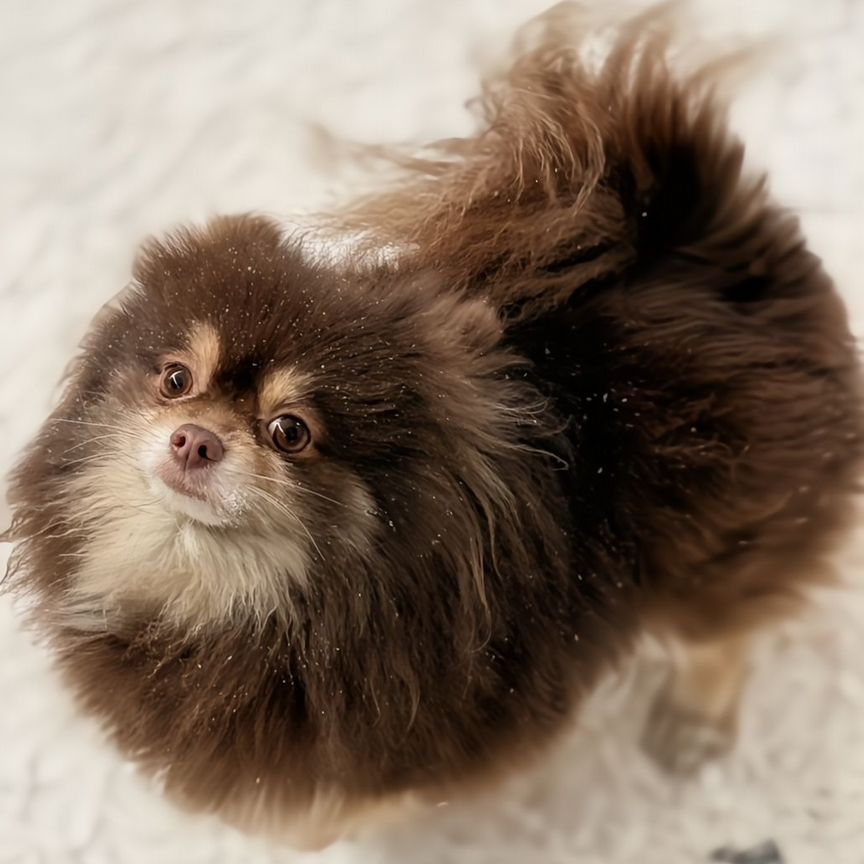 Померанский шпиц, взрослая собака