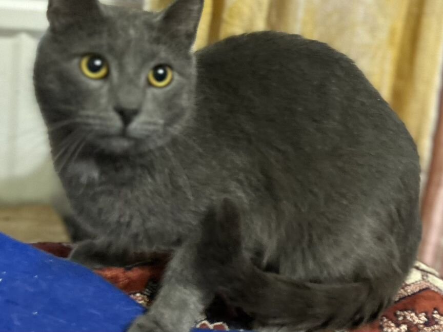 Русская голубая