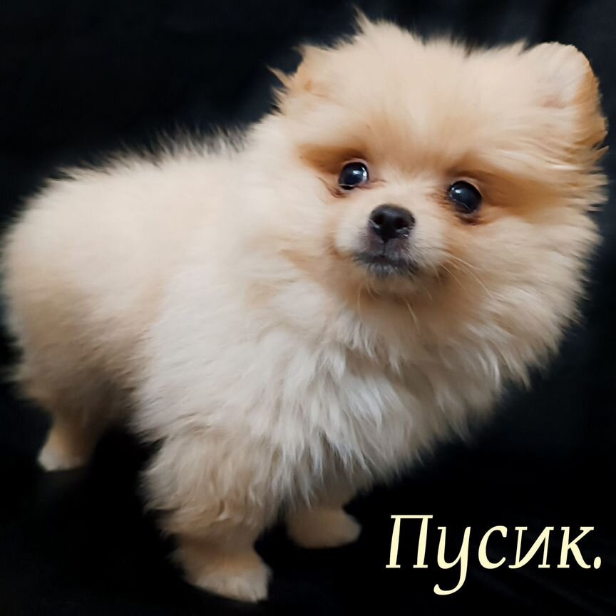 Медвежонок Пусик