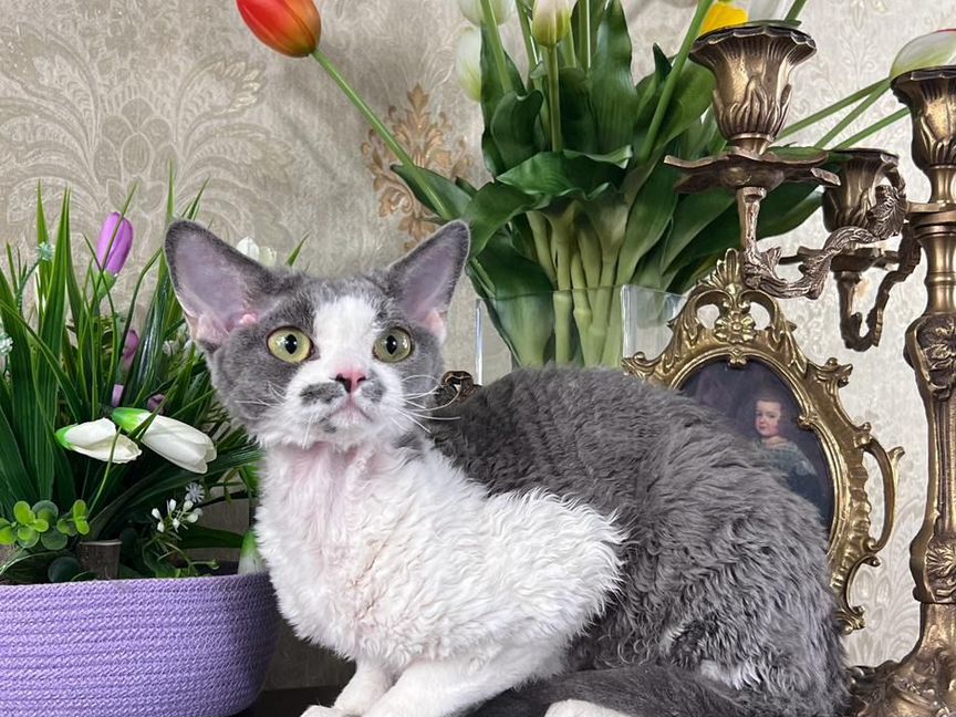 Кошка В разведение