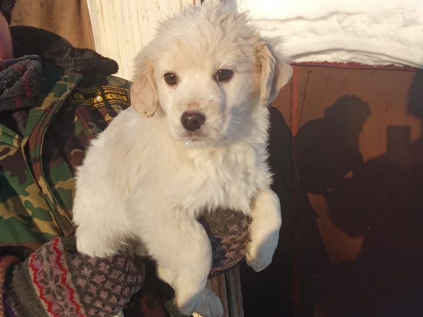 Продам щенков