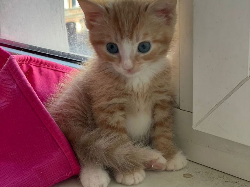 Котенок девочка 2,5 м