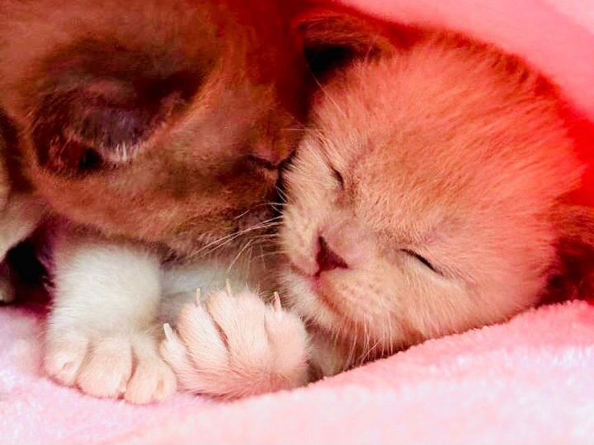 Бурманские котята