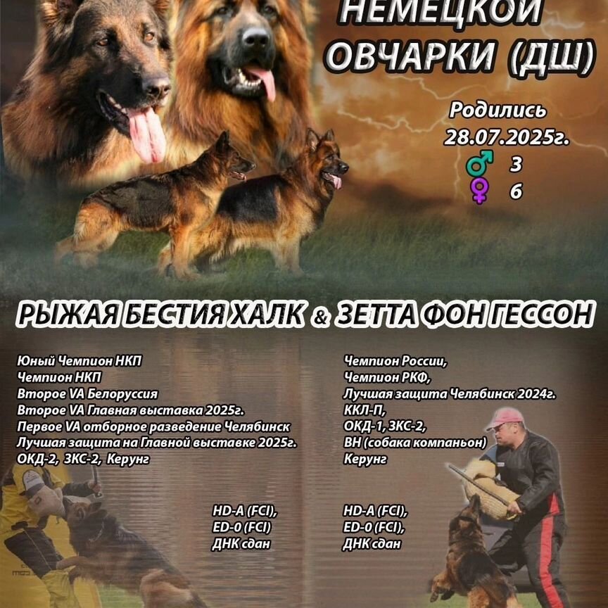 Немецкая овчарка длинношерстная