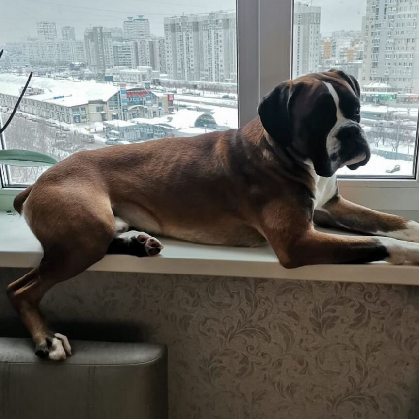 Боксер, взрослая собака