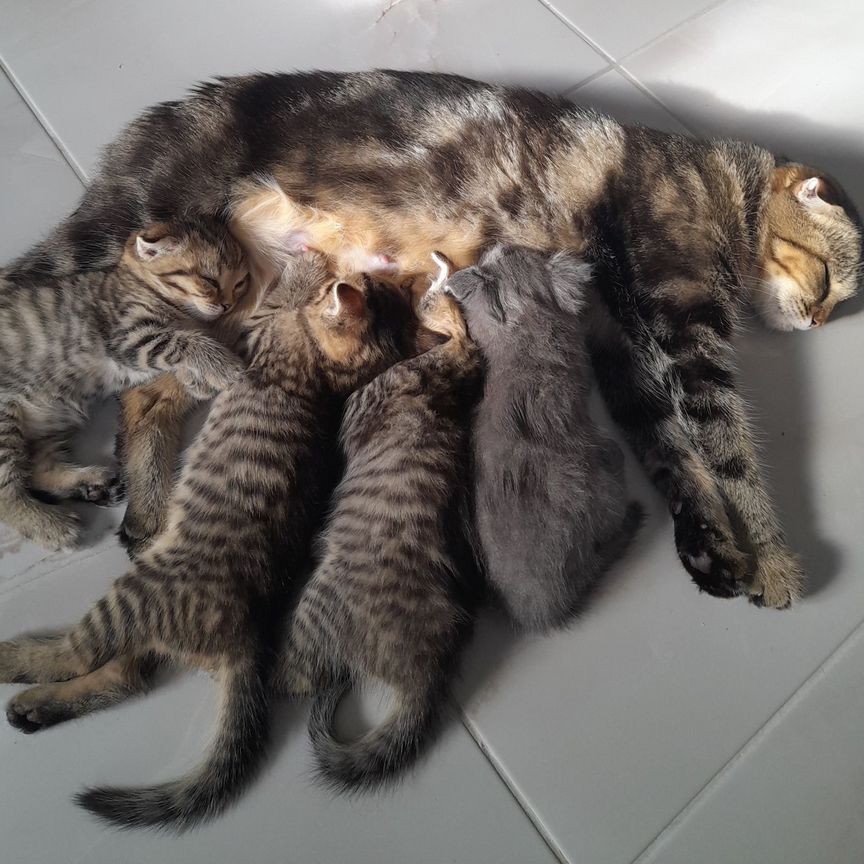 Котята британские шотландские