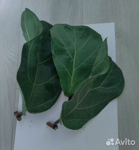 Черенки фикуса Лирата Бамбино купить в Кургане | Товары для дома и дачи ...